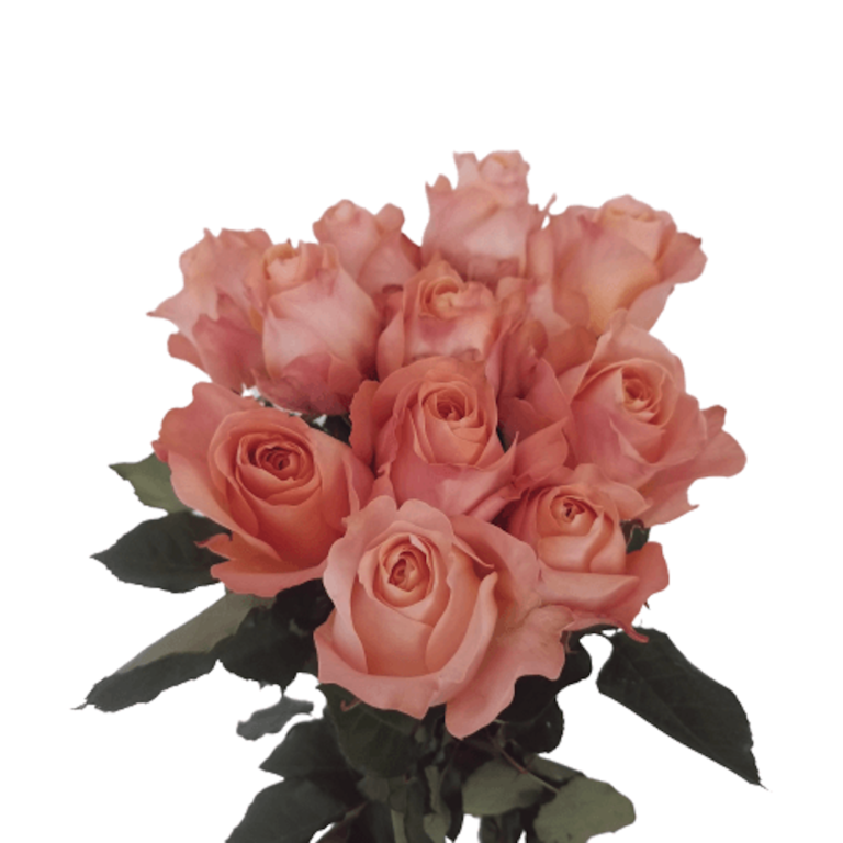 Rosas Rosa Claro , San Juan, Puerto Rico. - Flores & Servicios®