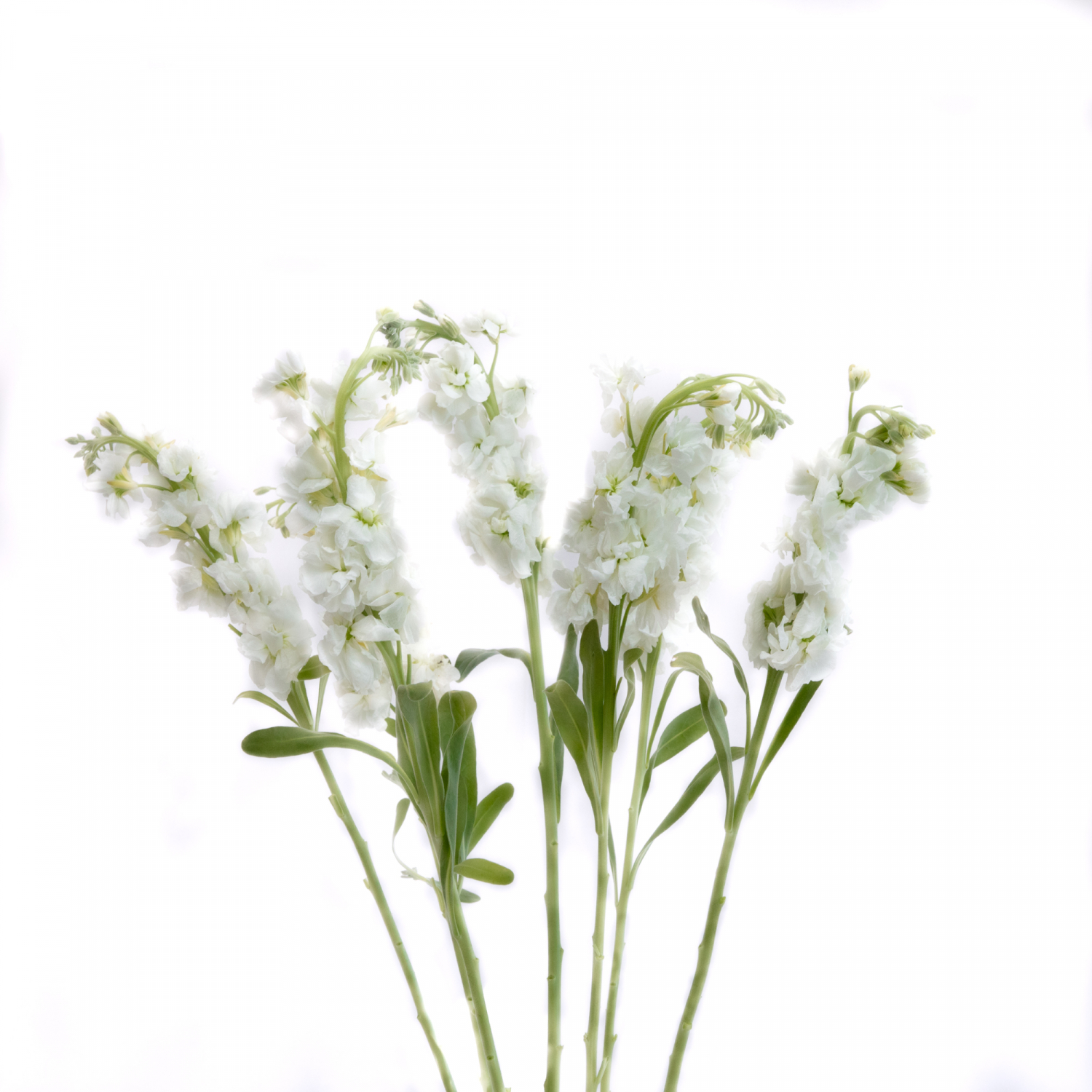 Stock Blanco , San Juan, Puerto Rico. - Flores & Servicios®