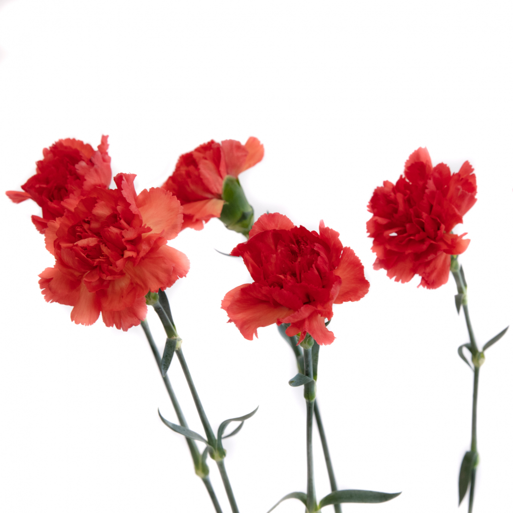 Clavel Naranja , San Juan, Puerto Rico. - Flores & Servicios®