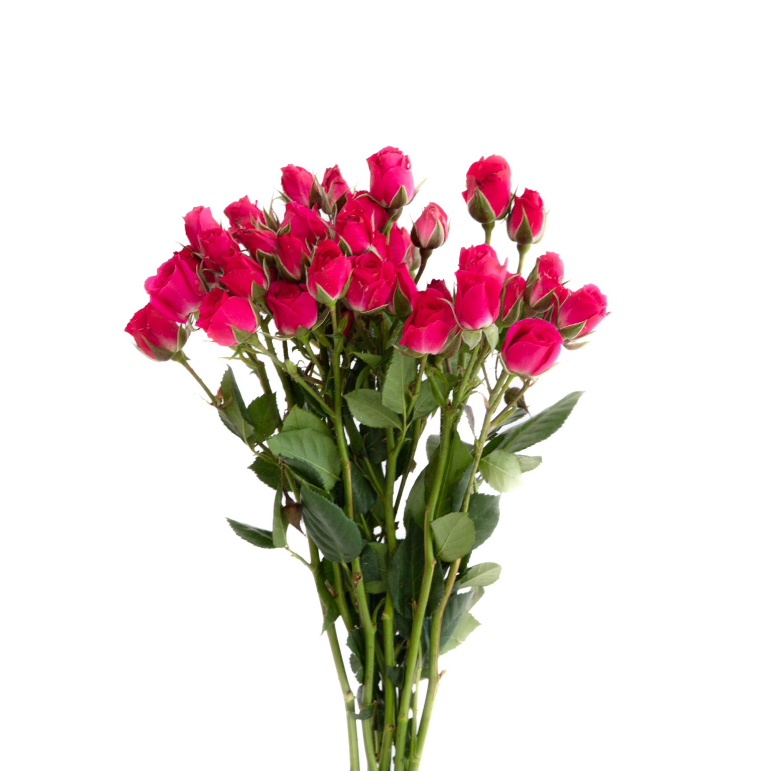 Envía Flores Frescas a Domicilio en Puerto Rico - Flores y Servicios.