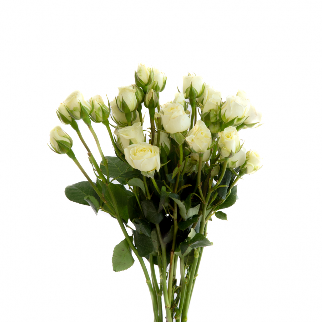 Mini Rosa Blanca , San Juan, Puerto Rico. - Flores & Servicios®