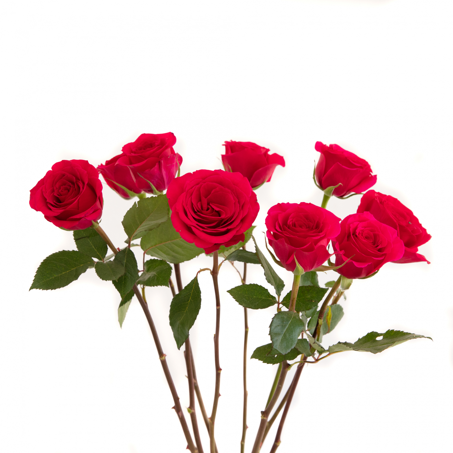 Rosas Rojas , San Juan, Puerto Rico. - Flores & Servicios®