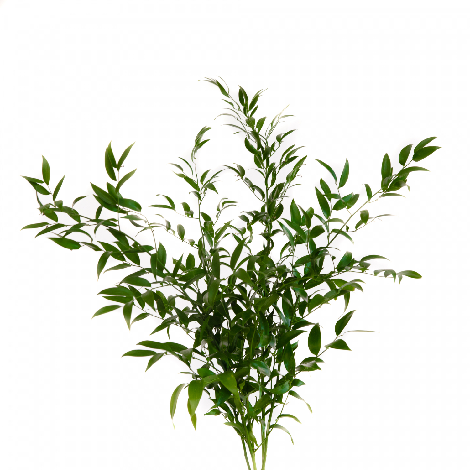 Ruscus Italiano , San Juan, Puerto Rico. - Flores & Servicios®