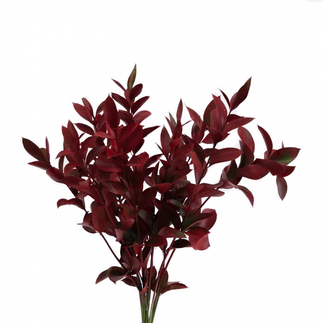 Ruscus Italiano , San Juan, Puerto Rico. - Flores & Servicios®