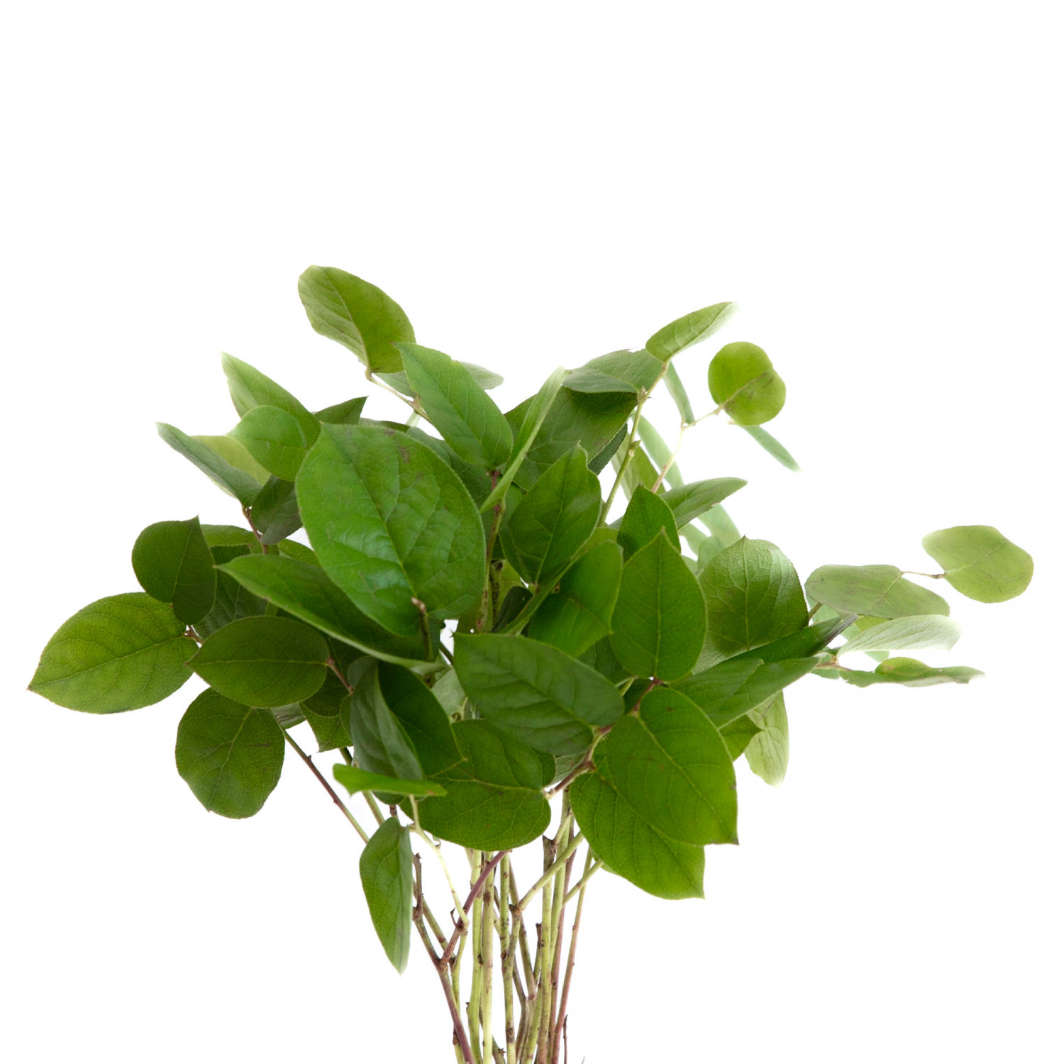 Salal Tip , San Juan, Puerto Rico. - Flores & Servicios®