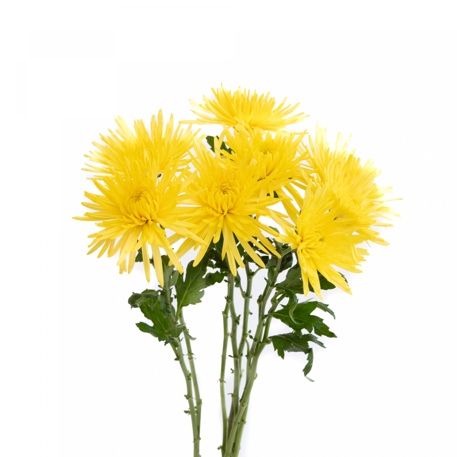 Fuji Amarilla , San Juan, Puerto Rico. - Flores & Servicios®