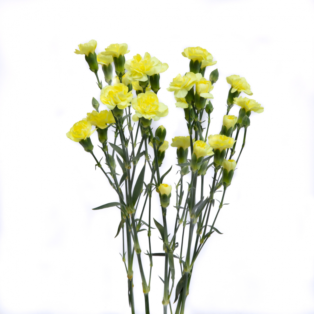 Mini Clavel , San Juan, Puerto Rico. - Flores & Servicios®